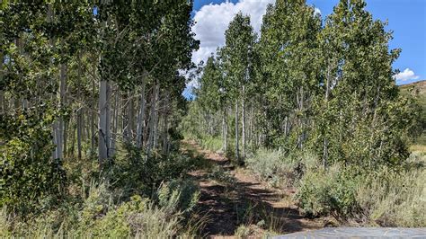 Monitor Pass Fs 313598 California Gps Trail Map Conditions