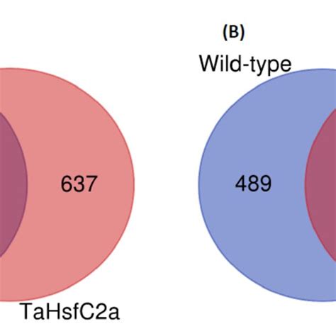 Differentially Regulated Genes In The Wild Type And The Transgenic