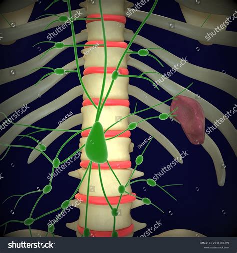 Anatomy Lymph Nodes Spleen Anatomy Medical Stock Illustration 2234182369 Shutterstock