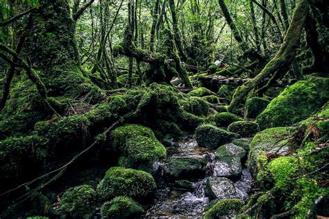 12 Must Try Outdoor Activities In Japan The Real Japan