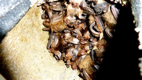Rammsanderson Ecology Ltd On Linkedin Bats Hibernate Surveys