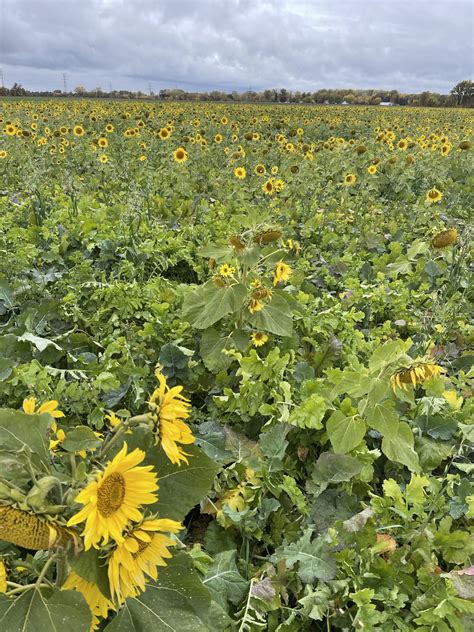 My Favorite Cover Crop After Wheat — Cisco Farm Seed