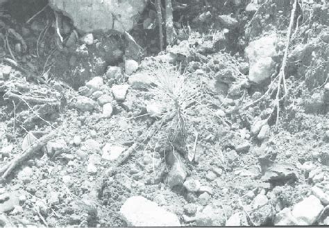 Plántula De Pinus Pseudostrobus Download Scientific Diagram