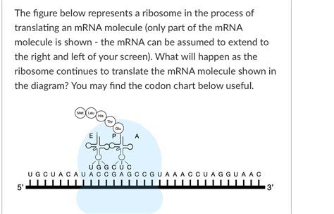 Solved The Figure Below Represents A Ribosome In The Process