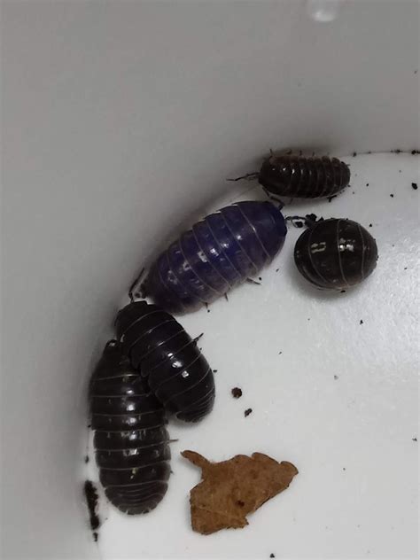 Purple Woodlousepill Bug Rreallifeshinies