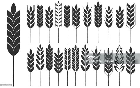 시리얼 곡물 스파이크 아이콘 모양 세트입니다 농업 식품 로고 기호 벡터 일러스트 이미지입니다 흰색 배경에 격리 귀리 유청 보리