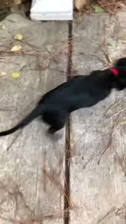 My First Video Of Mcbuckets Youtube