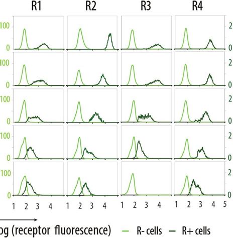 A B Flow Cytometry Dotplot Analysis Of Fluorescence For Peripheral Download Scientific