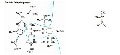 Solved 3 Here Is A Drawing Of The Active Site For The
