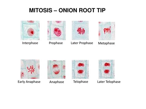 Ppt Mitosis Powerpoint Presentation Free Download Id 1699572