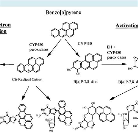 Showing Dna Adduct Formation And Its Effect [14] Download Scientific Diagram