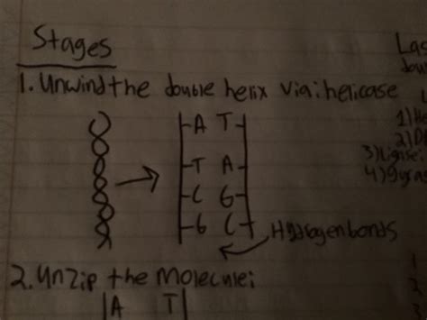 Dna Replication Flashcards Quizlet