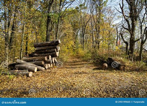 Large Logs Hardwoods In Tropical Forests Logging Forest Industry Stock Photography
