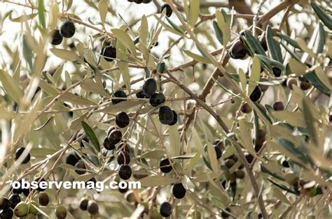 The Complete Guide To Kalamata Olives Benefits Uses And Nutritional Insights The Complete