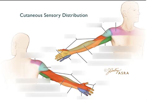 Regional Supraclavicular Block Diagram Quizlet