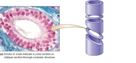 Human Biology Chapter 5 Flashcards Quizlet