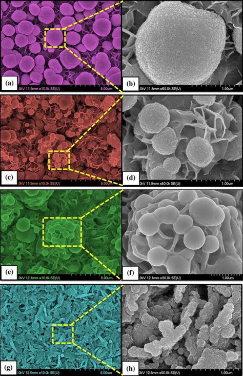 Field Emission Scanning Electron Microscopy Fesem Micrographs At