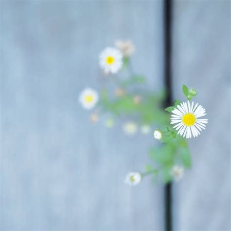 Cocoa Jake On Threads