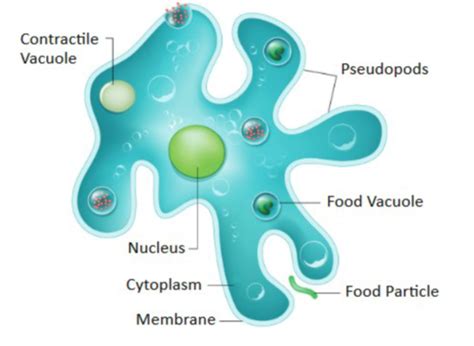 Biol 192 Lab Practical 1 Flashcards Quizlet