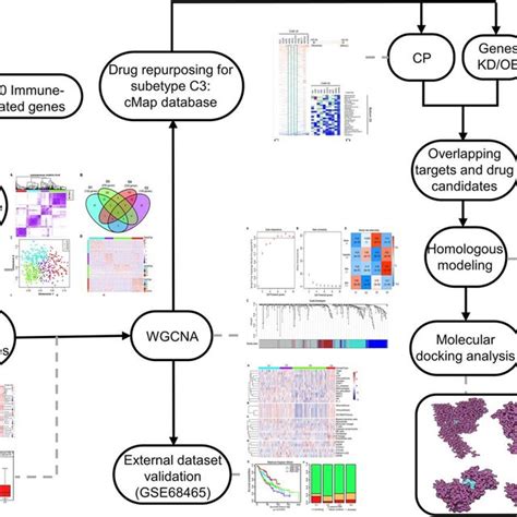 The Workflow Of The Study CMap Connectivity Map WGCNA Weighted Download Scientific Diagram