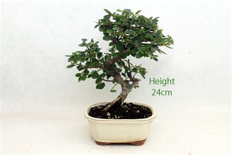 Cotoneaster Flowering Bonsai Tree Number 59b All Things Bonsai