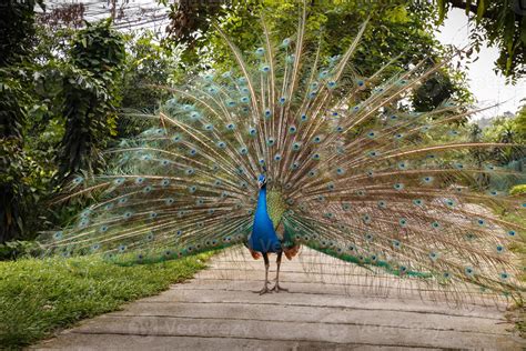 Vetor De Pavao Indiano Peafowl Indian 27 Mil Imagens Fotos E