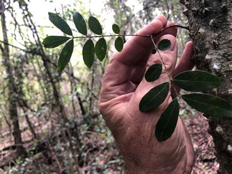 Satin Tree From Redbank Creek Qld 4312 Australia On July 6 2023 At 01
