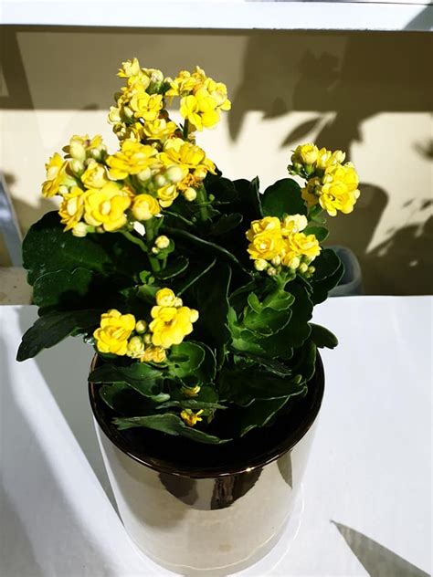 Тасалгааны гоёмсог шинэ цэцгүүд нь Аз жаргалтай цэцэгс