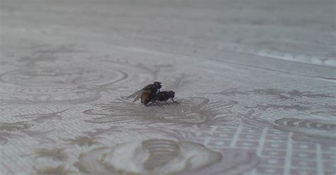 This Flies Have Better Sex Life Than Me Imgur