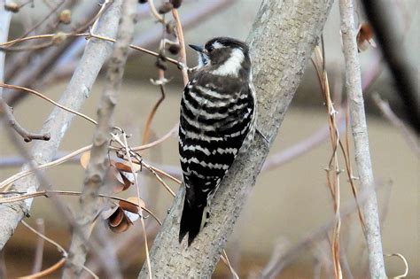コゲラ 2023 01 03 日本の野鳥識別図鑑