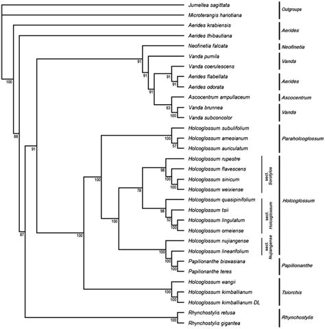 Bayesian Consensus Trees Based On The Last 30001 Maximum Likelihood