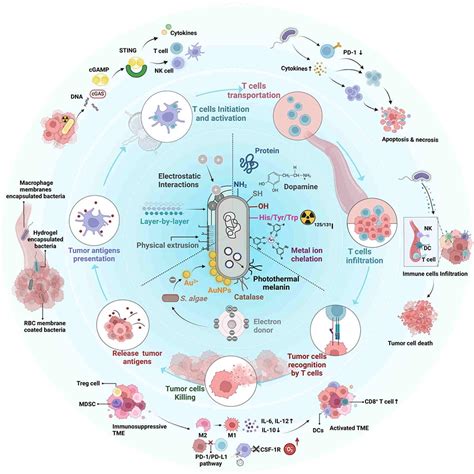 【学术安医】我校王咸文教授团队研究成果为治疗生物膜感染提供新方法