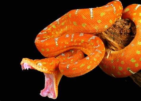46 Emerald Tree Boa Facts Both Species Guide Jewel Of The Amazon