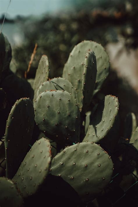 Download Cactus Plant Aesthetic Wallpaper