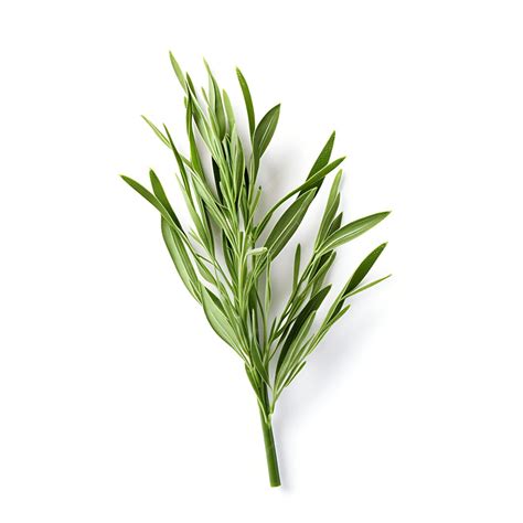 Premium Ai Image Dacotah Switchgrass Sage Green Single Leaf Winter