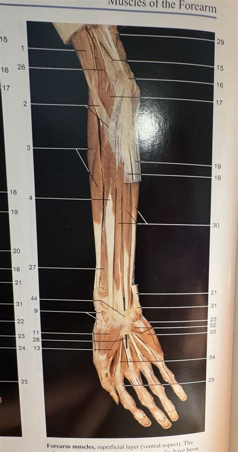 Forearm Muscles Superficial Layer Palmaris Longus And Flexor Carpi