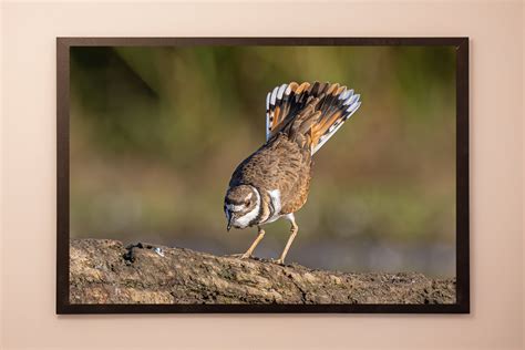 Killdeer Portrait 11x17 Wildlife Poster Print Wall Art Hanging Decor