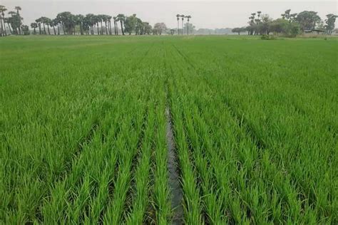 မိတ္ထီလာမြို့နယ်တွင် ဆည်ရေကန်ရေသောက်စနစ်ဖြင့် နွေစပါးစိုက်ပျိုးဧက ၄၅၇ ဧကစိုက်ပျိုးနိုင်ခဲ့ရာ သတ