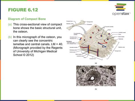 Open Stax Anatomyand Physiology Ch06 Pptx