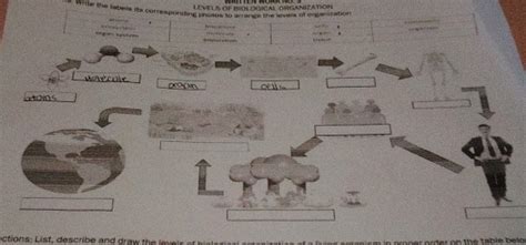 Write The Labels Its Corresponding Photos To Arrange The Levels Of