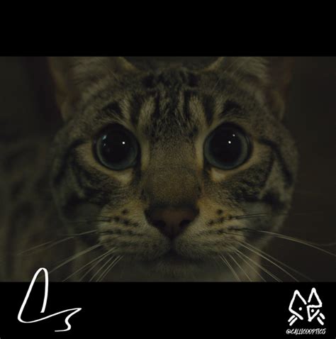 Images How To Layer Photos On Top Of Watermark With Imagemagick