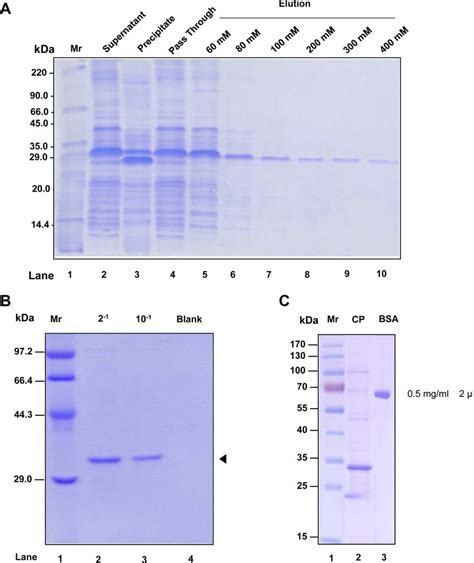 Prokaryotic Expression And Quantification Of Recombinant Coat Protein Download Scientific
