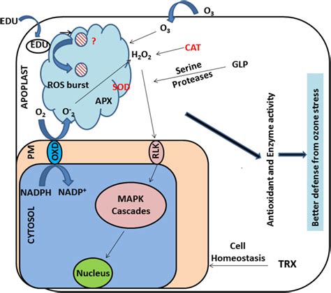 A Proposed Model And Schematic Representation Of Edu Mediated Signal