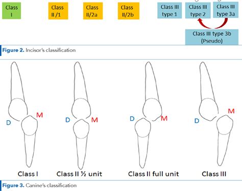 Canine Occlusion Classification