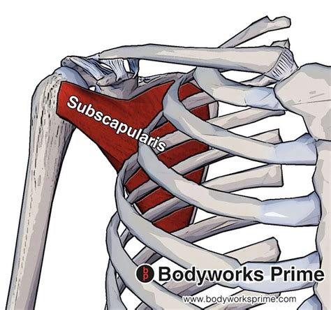 What Type Of Muscle Is Subscapularis