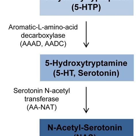 The Gm Csf Receptor Complex And Its Downstream Signaling Pathways The Download Scientific