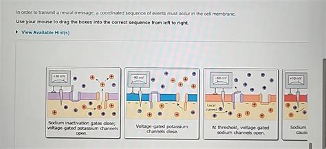In Order To Transmit A Neural Message A Coordinated