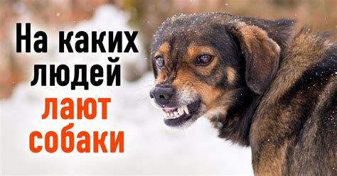 Собака лает без причины