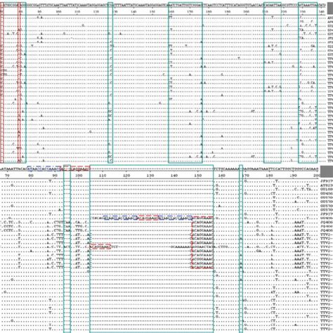 A Partial Multiple Nucleotide Sequence Alignment Results Obtained Using