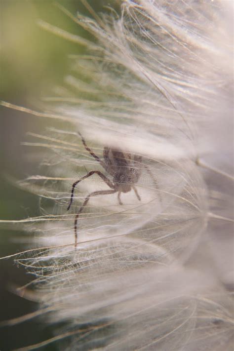 Closeup Of A Spider Among Fluffy Seeds Of Dandelion Spider Background